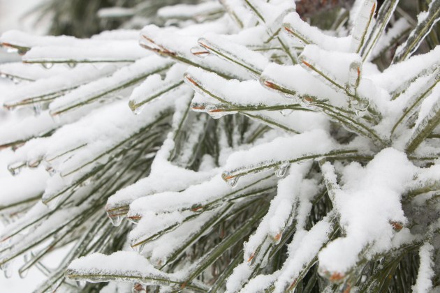 4 Winter Landscaping Steps to Prepare for Spring – AskHomesale.com